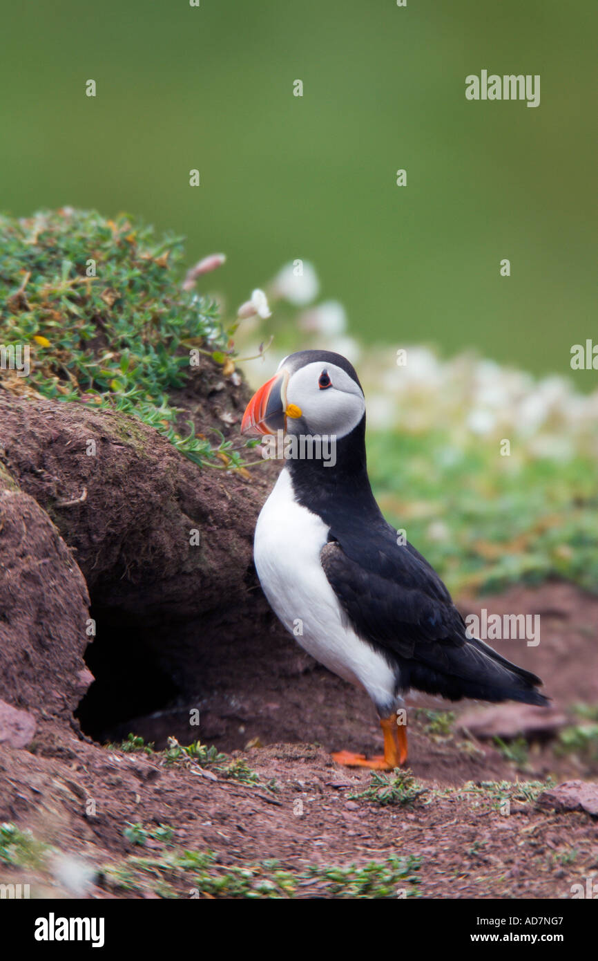 Puffin Fratercula arctica standing outside burrow looking alert with ...