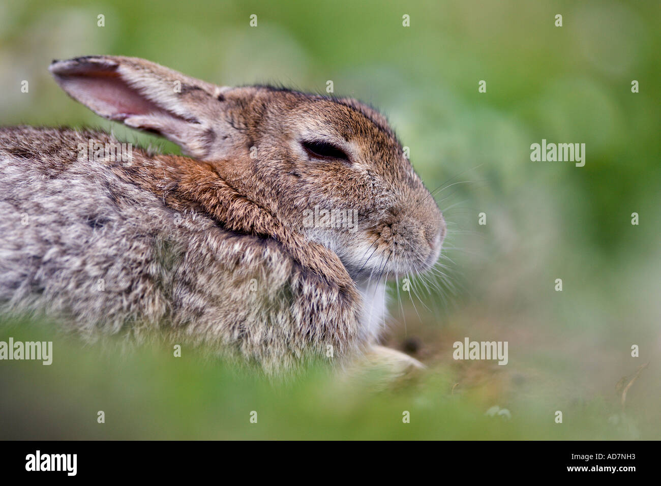 Rabbit eye close up hi-res stock photography and images - Alamy