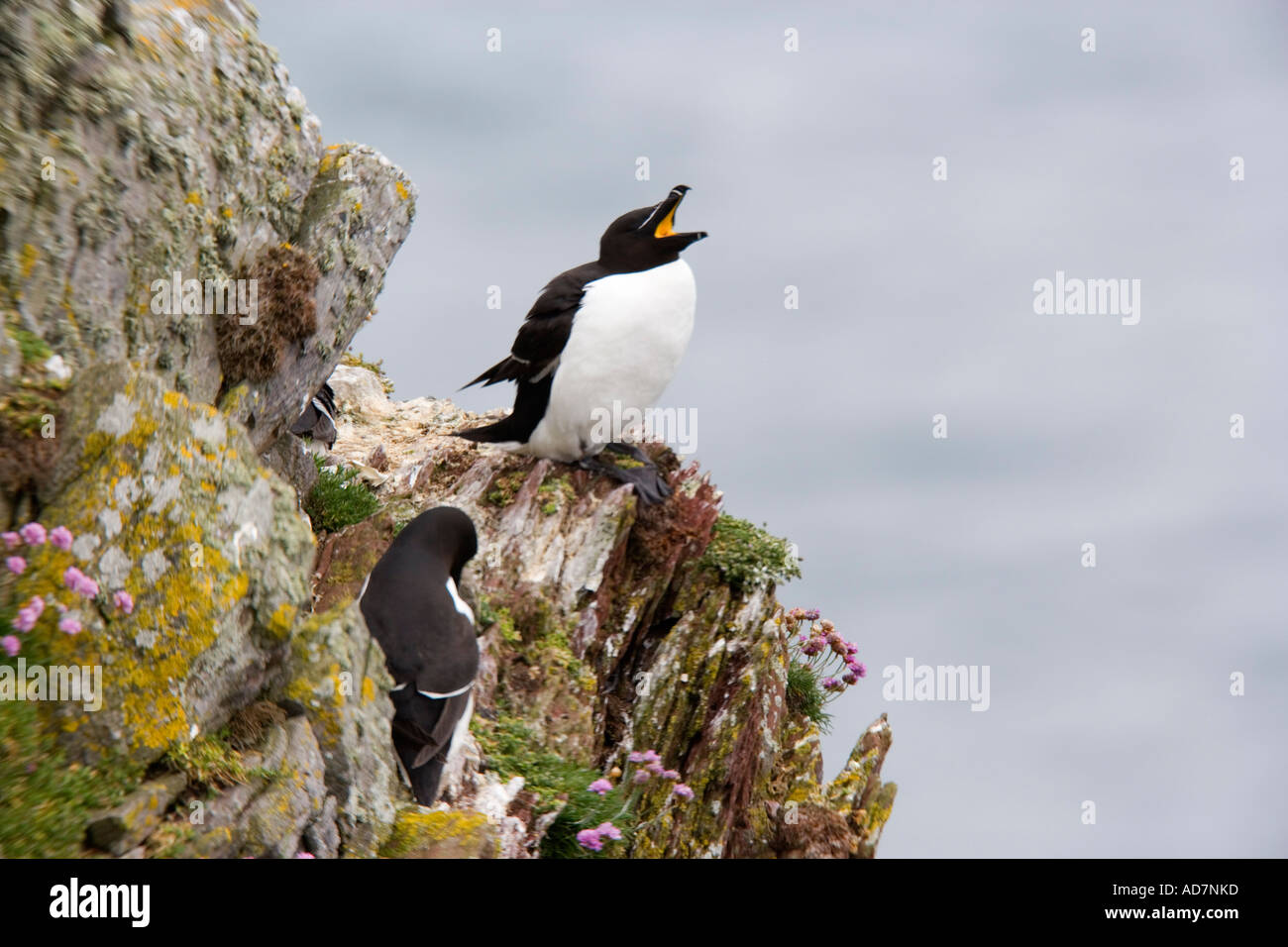 Razorbill Alca torda standing on rock ledge with beak open calling ...