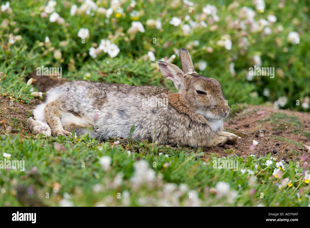 Skokholm rabbit laying outside burrow in out of focus thrift skokholm ...