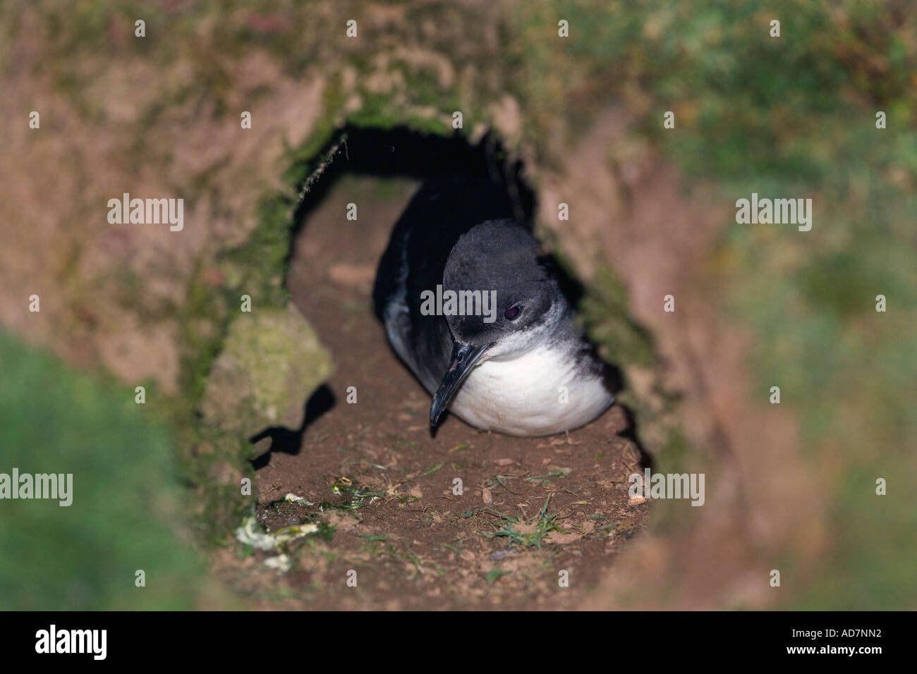Manx shearwater Puffinus puffinus in burrow at night skokholm Stock ...