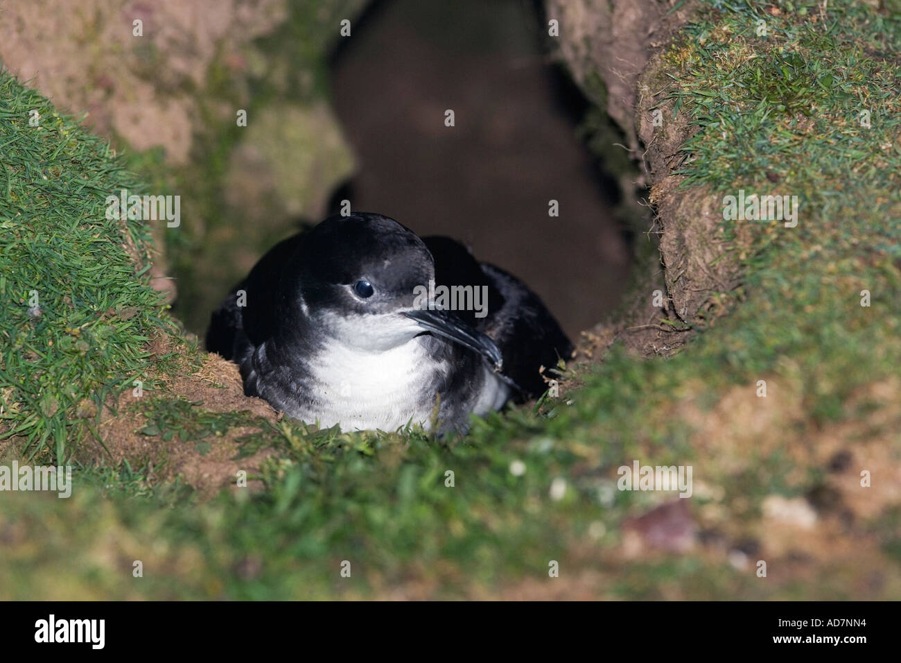 Manx shearwater Puffinus puffinus in burrow looking alert at night ...