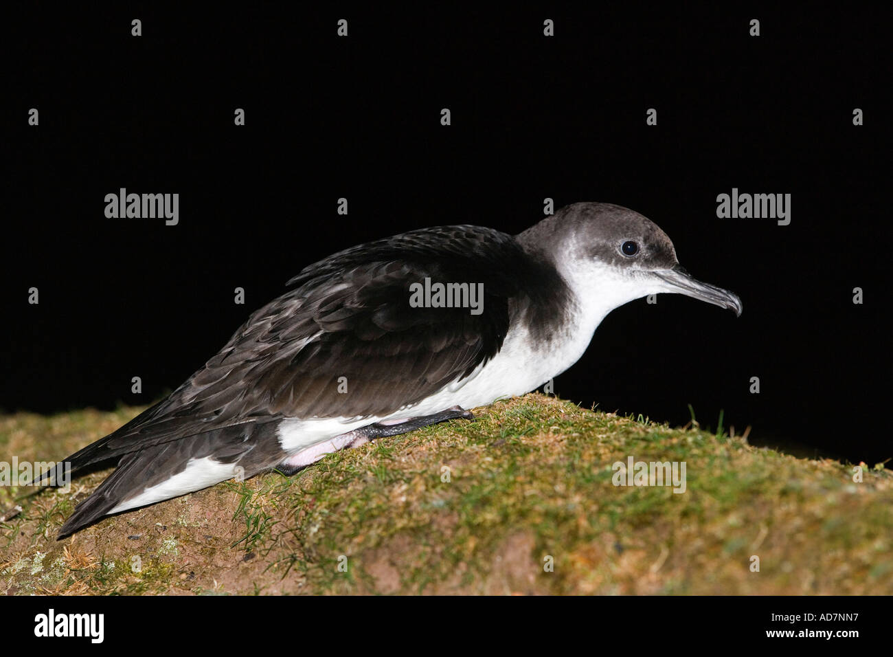 Manx shearwater hi-res stock photography and images - Alamy