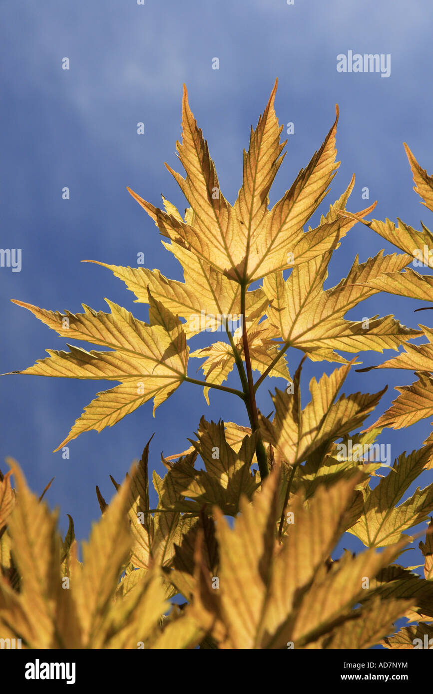 Golden Acer tree leaves at Constable Burton Hall garden trail near ...