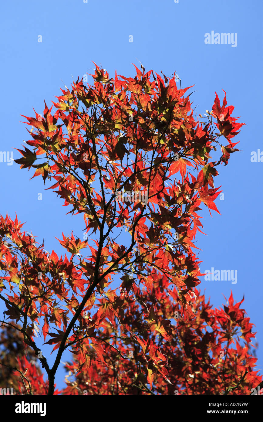 Red Acer tree leaves at Constable Burton Hall garden trail near Bedale ...