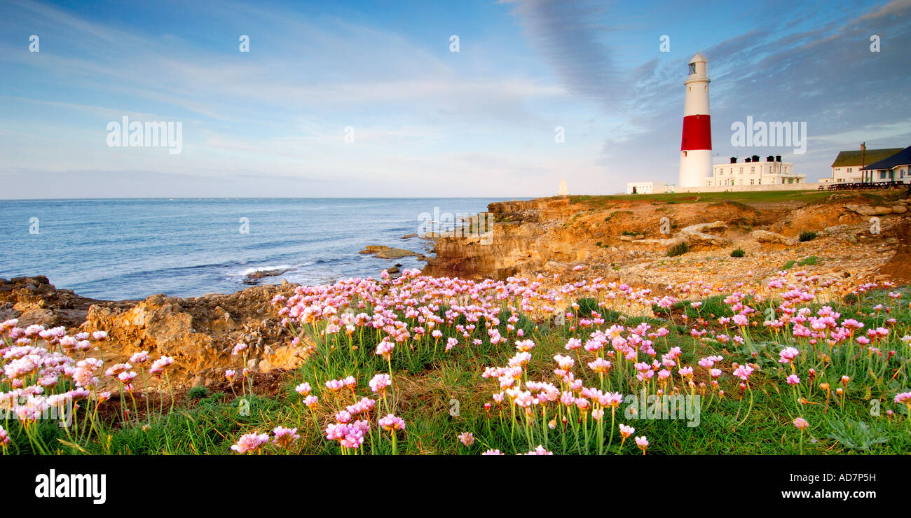 Portland Bill lighthouse at dawn taken from the clifftop with masses of ...