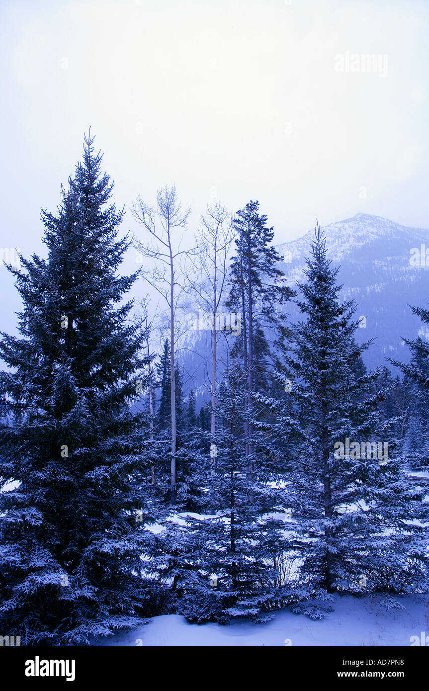 Vertical winter scene hi-res stock photography and images - Alamy
