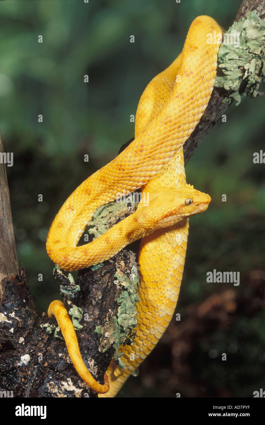 Pit0005 hi-res stock photography and images - Alamy