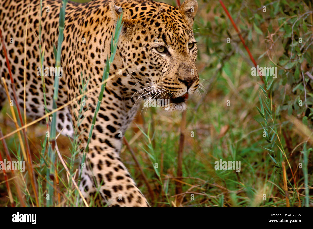 Male leopard hi-res stock photography and images - Alamy