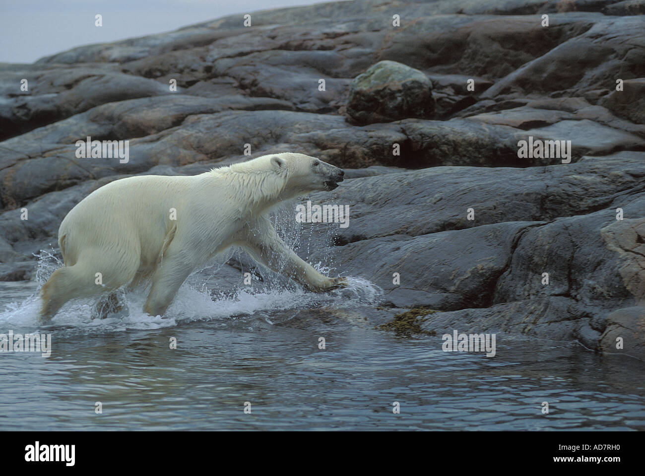 Polar bear ursus maritimus running hi-res stock photography and images ...
