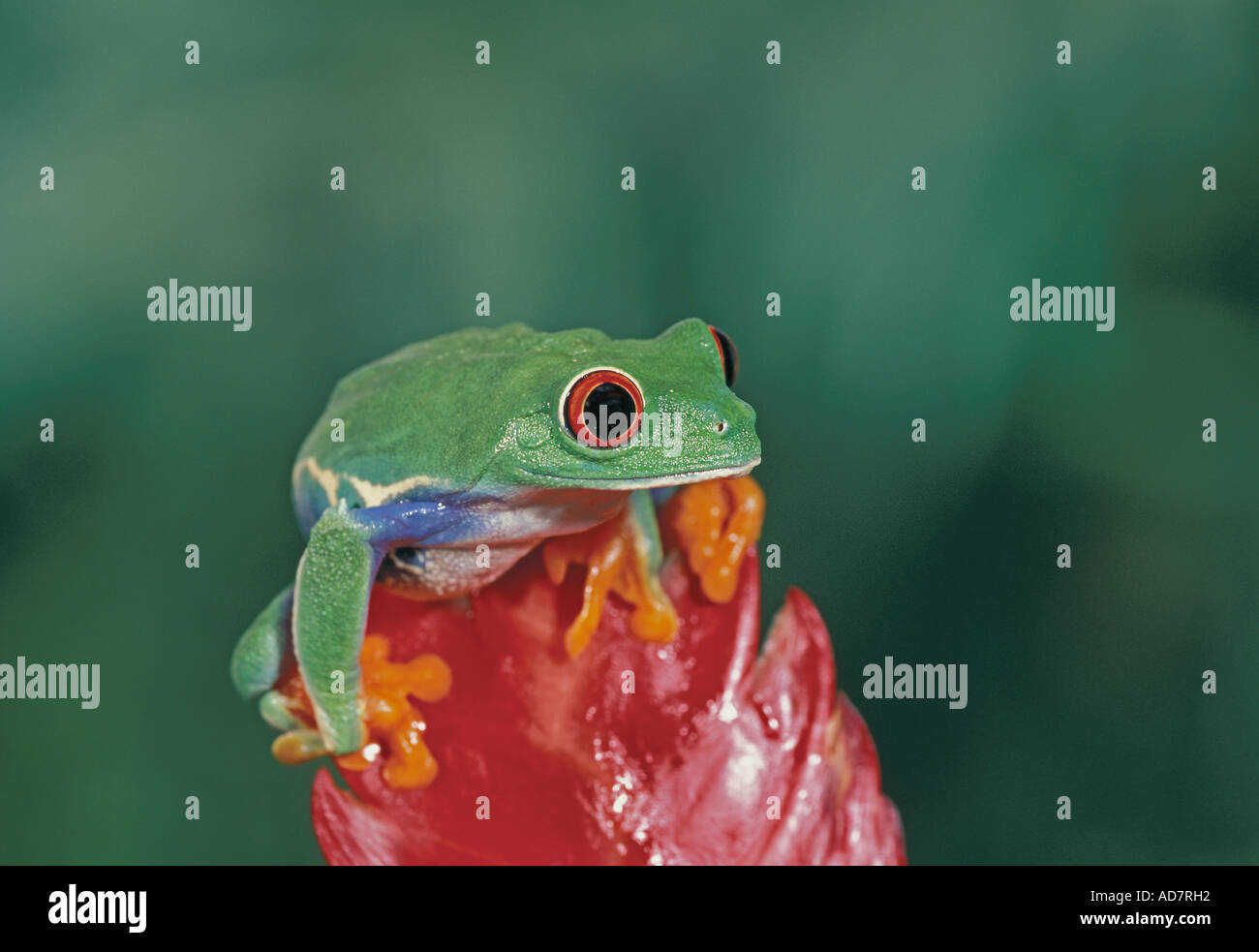 Red eyed treefrog on flower Stock Photo - Alamy