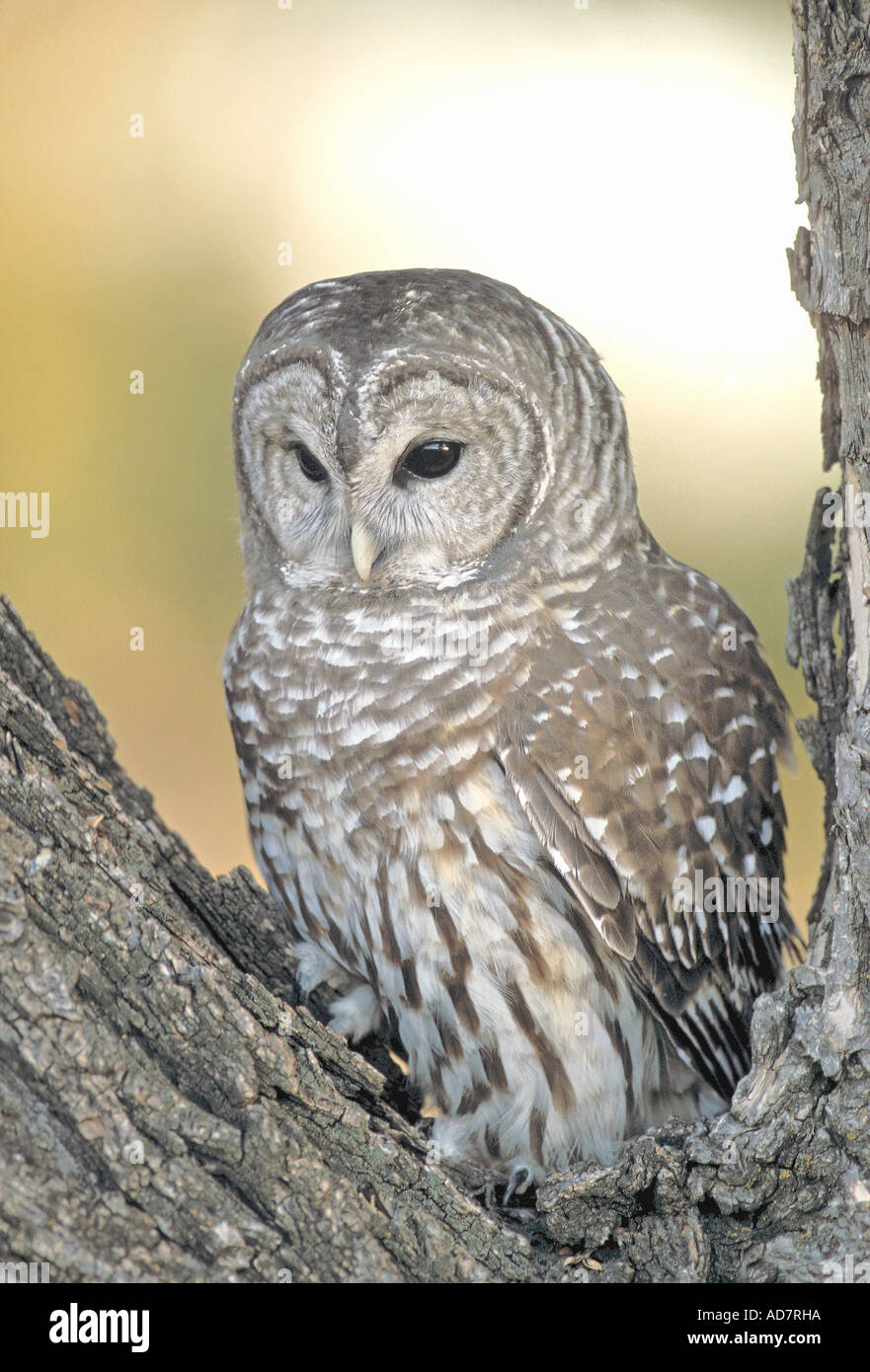 Roosting barred owl hi-res stock photography and images - Alamy