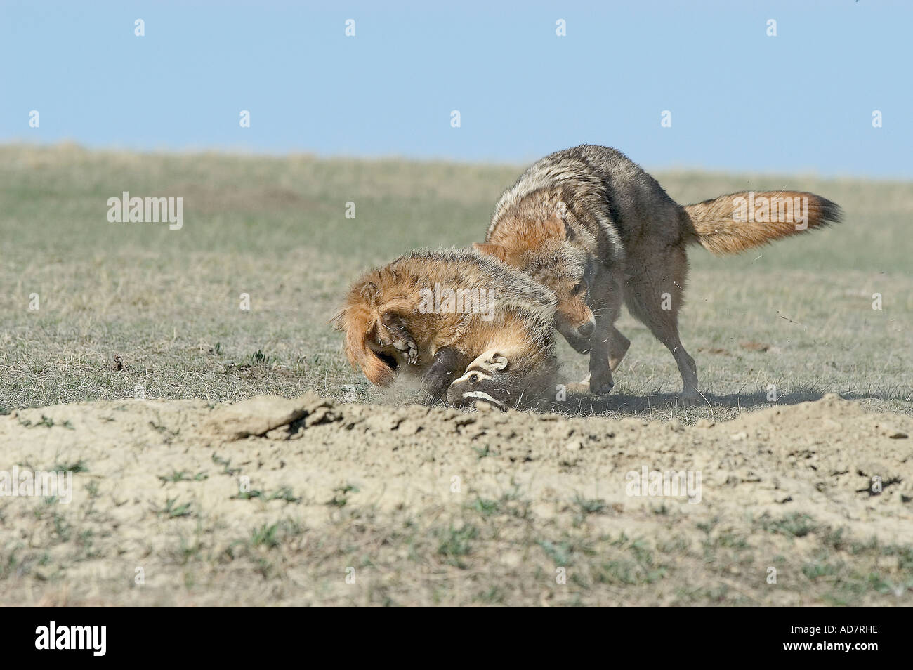 Coyote and badger fight over prey Stock Photo - Alamy