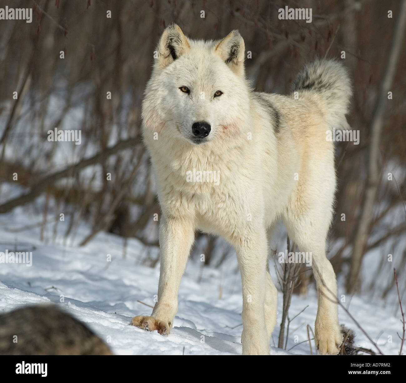 White wolf hi-res stock photography and images - Alamy