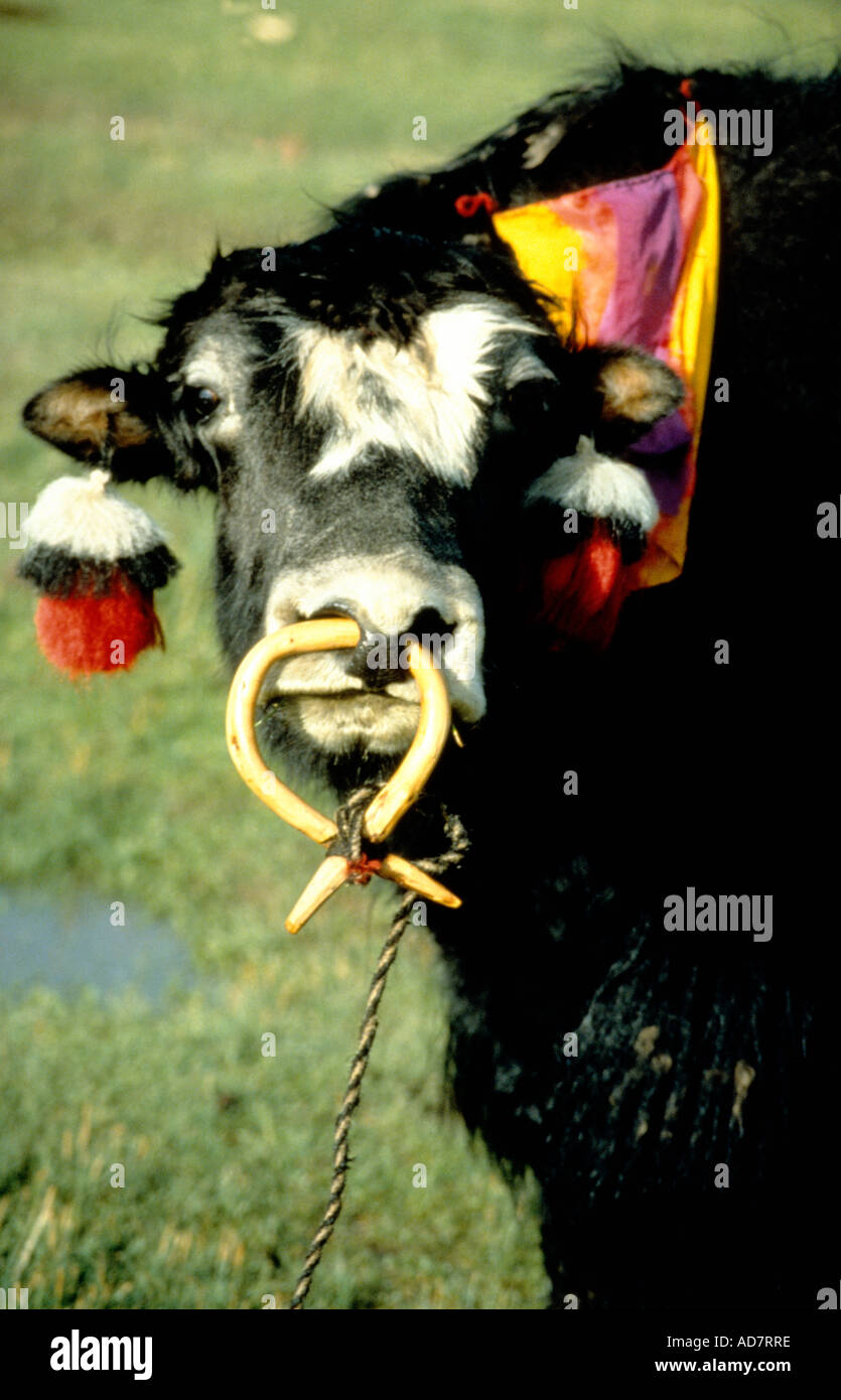 Yak decorated for festival hi-res stock photography and images - Alamy