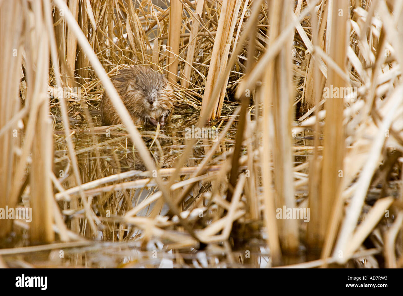 Young beaver in nesting ground Stock Photo - Alamy
