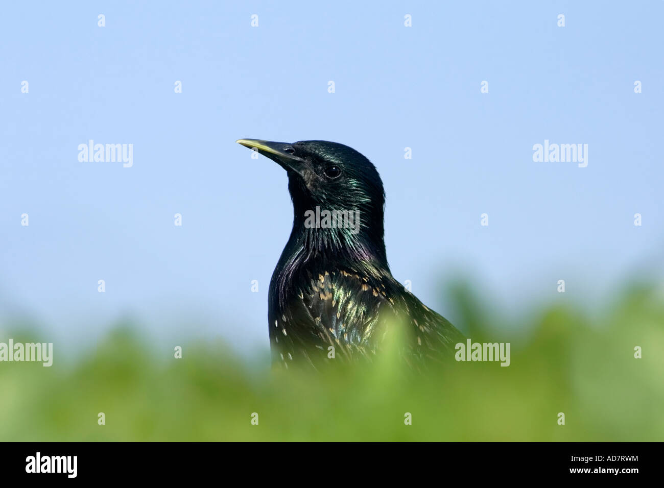 An adult european starling in summer breeding plumage Stock Photo - Alamy