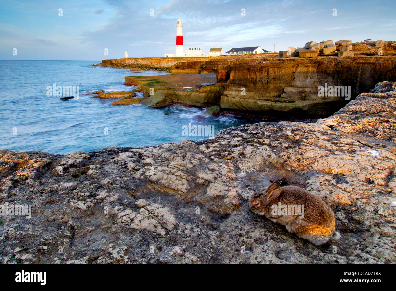 Wild brown rabbit sitting on the clifftop near Portland Bill lighthouse ...
