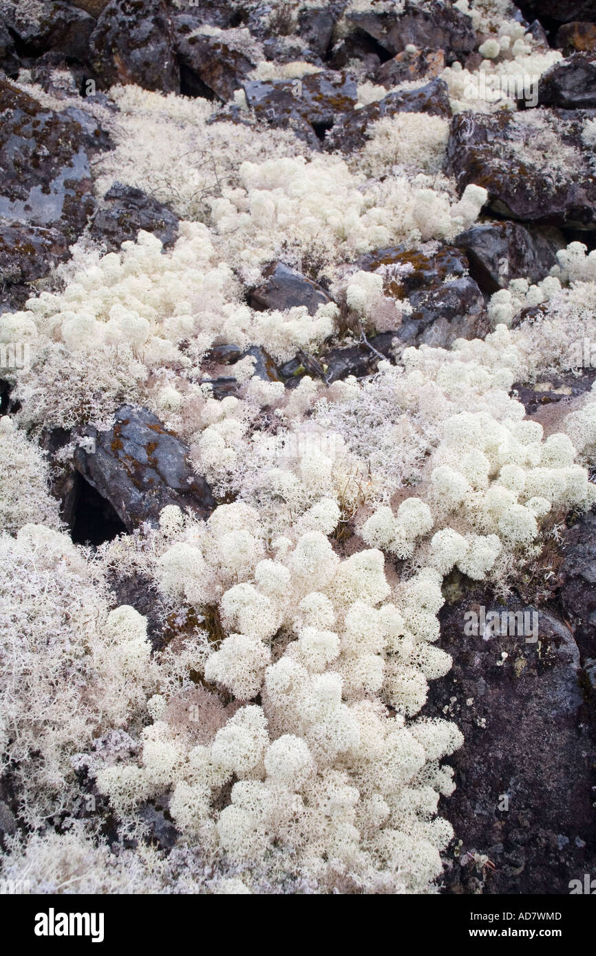 Reindeer lichens Cladina stellaris Glacier Gulch Smithers Stock Photo ...