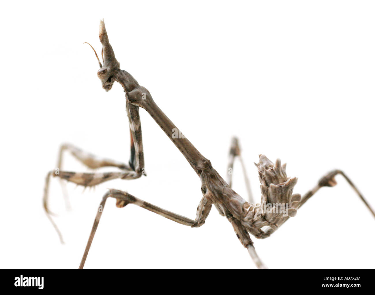 Praying mantis on a white background Stock Photo - Alamy