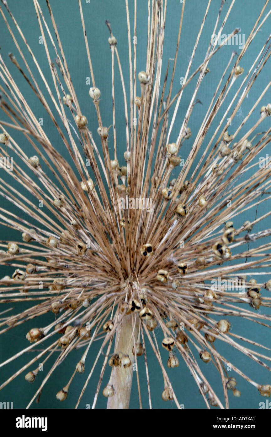 Allium seed head decoration hi-res stock photography and images - Alamy