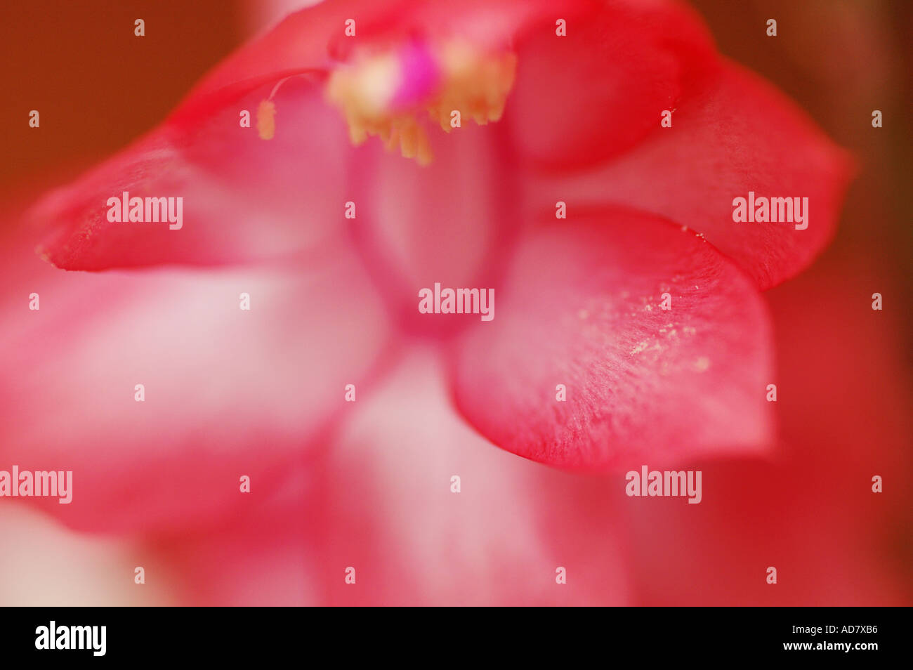 zygo zygocactus truncatus schlumbergera truncata cactus flower dsca ...