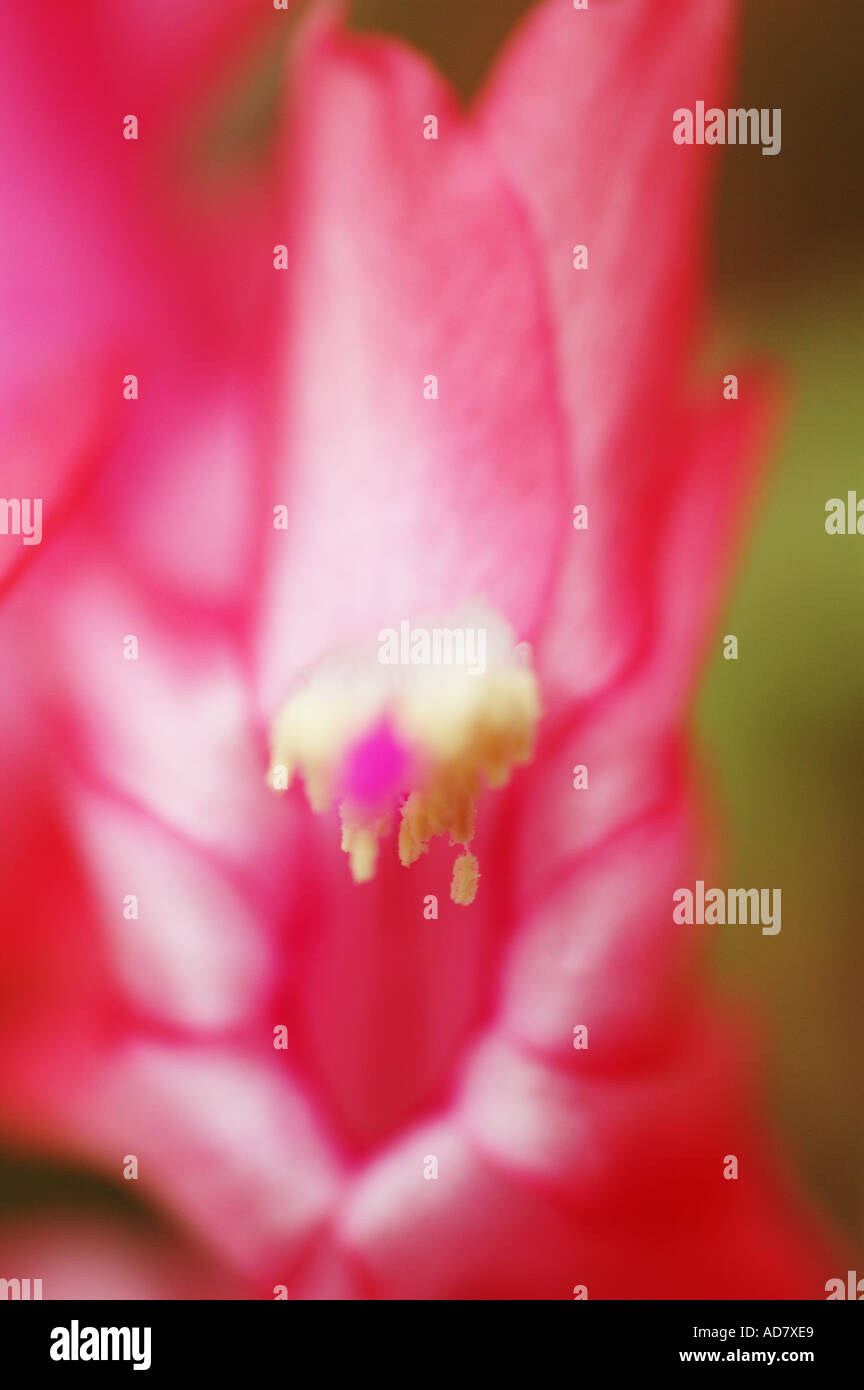 zygo cactus flower zygocactus truncatus schlumbergera truncata dsca ...