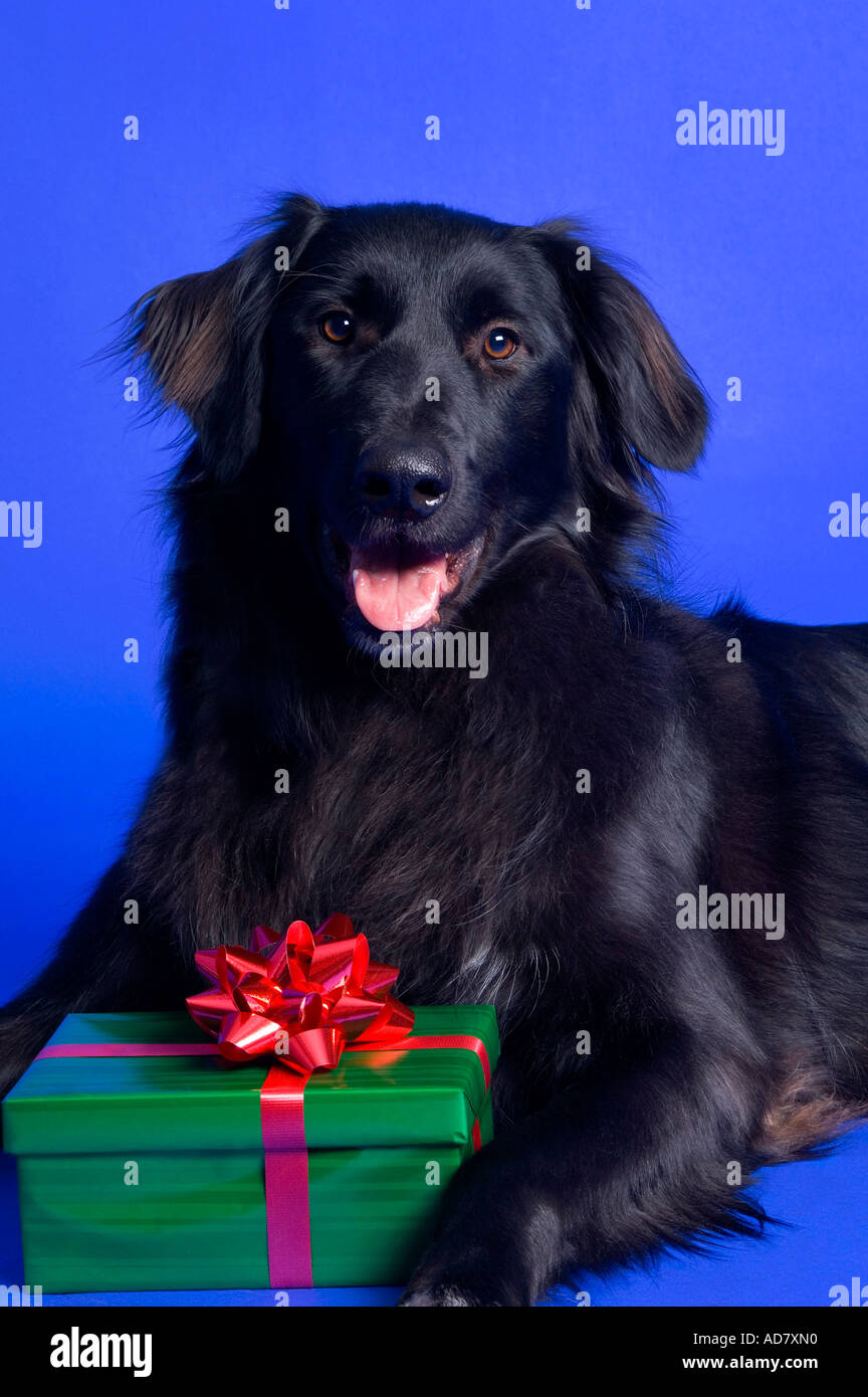 Dog with present Stock Photo - Alamy