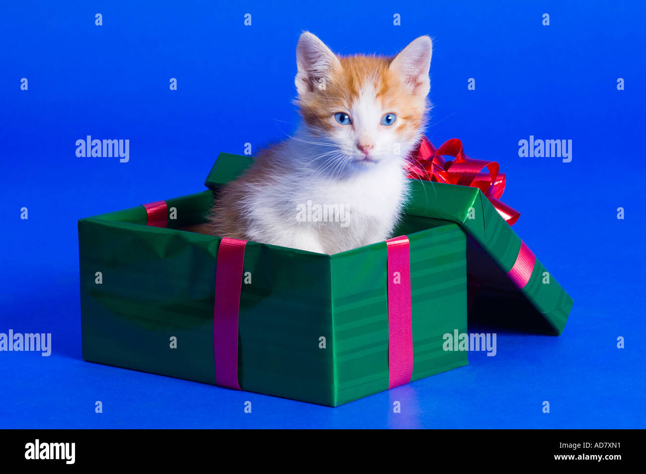 Kittens with gifts hi-res stock photography and images - Alamy
