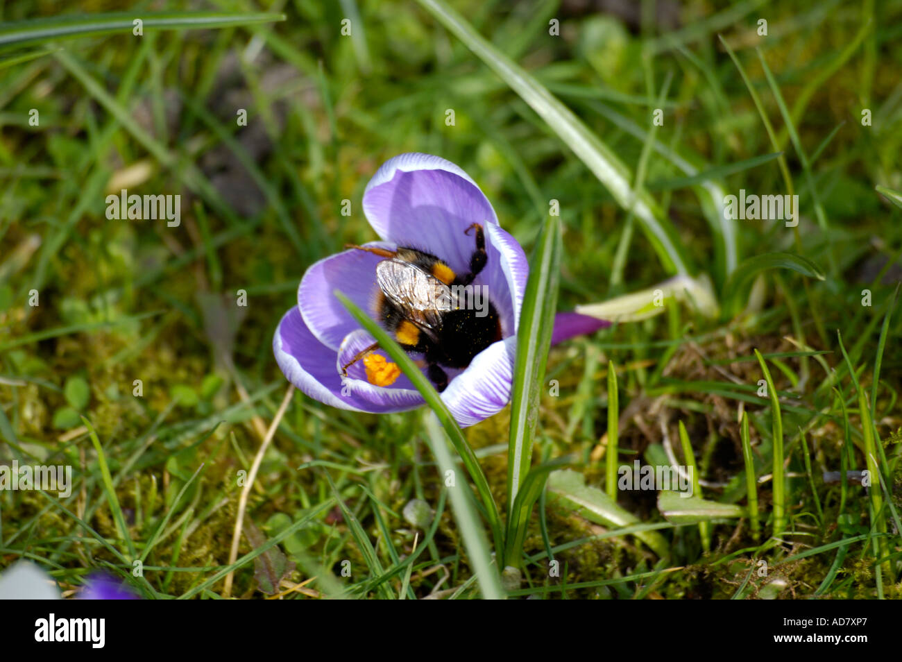 Bee in a crocus Stock Photo - Alamy