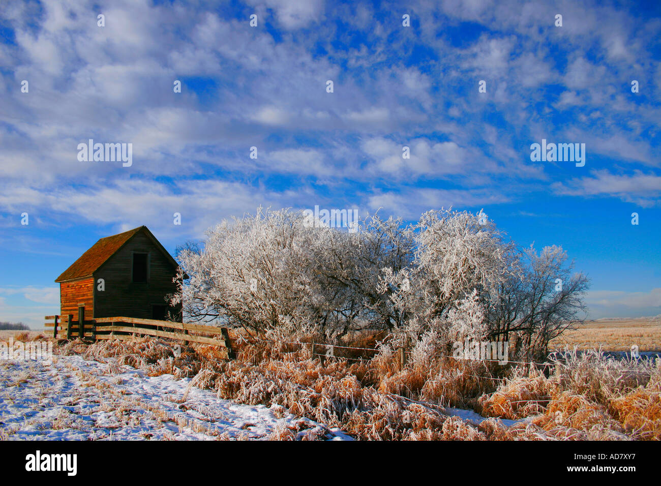 Frosty day on the prairie Stock Photo - Alamy