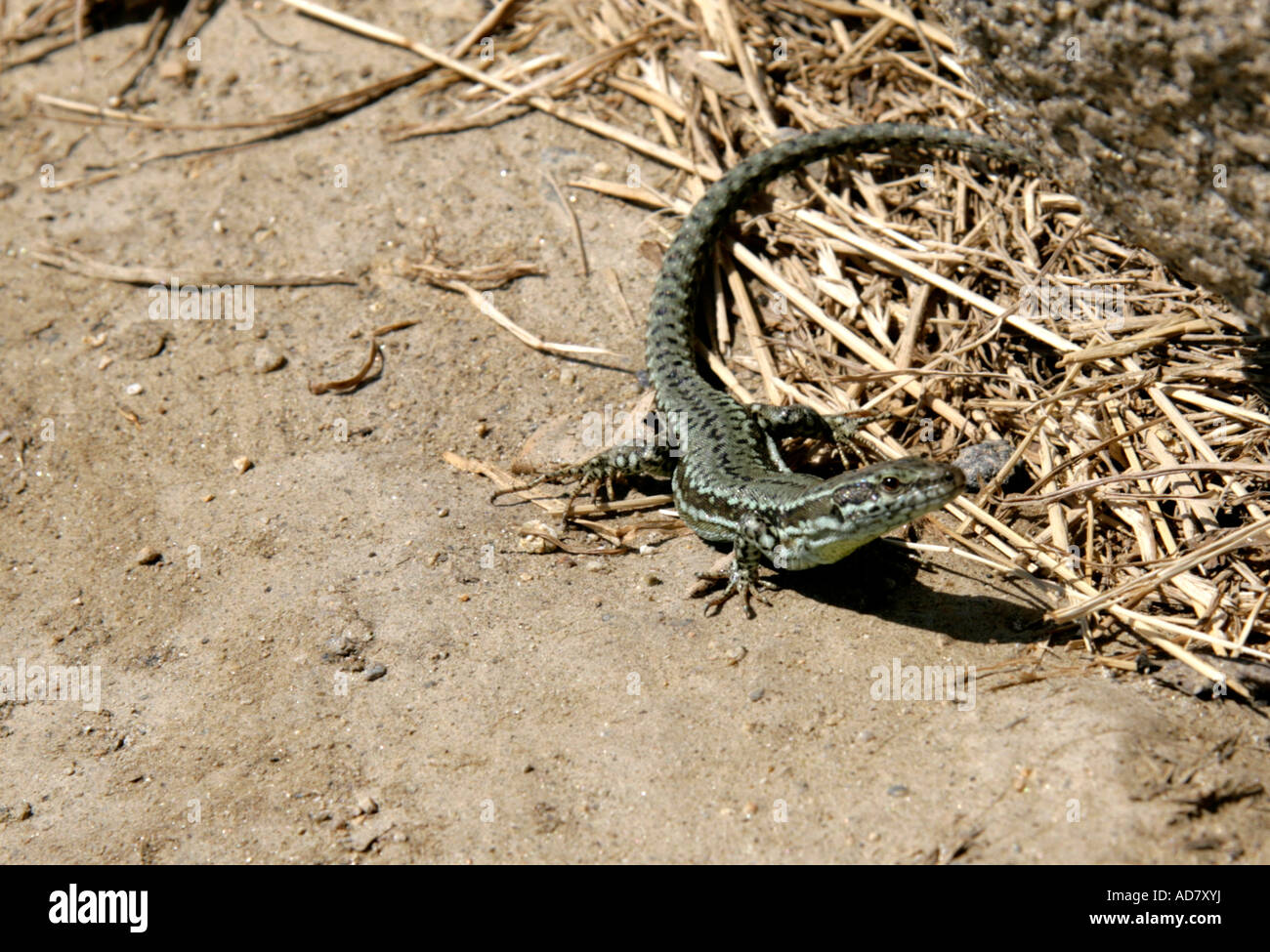 Common wall lizard (Podarcis muralis) in the Pyrenees Stock Photo - Alamy