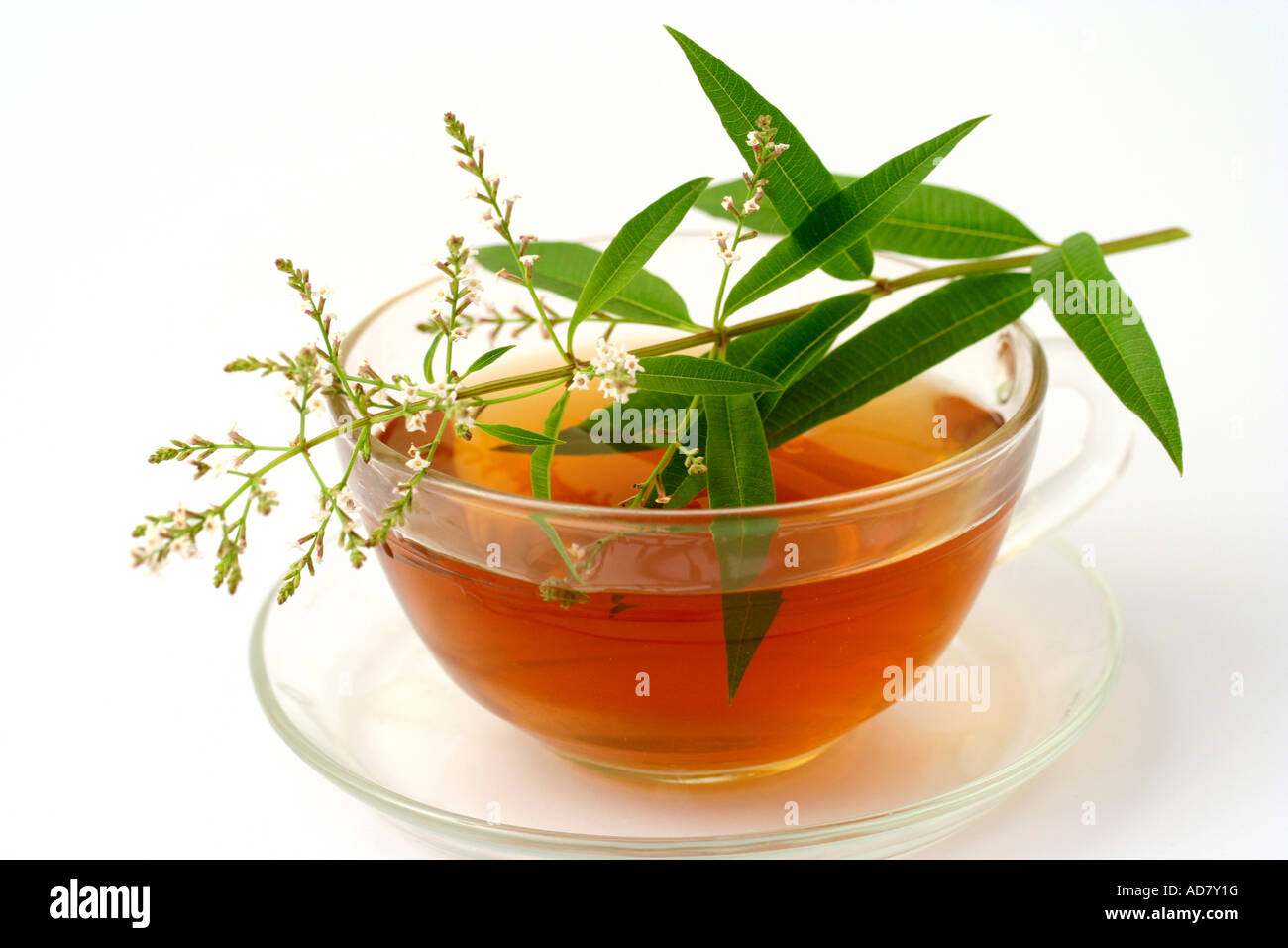 Lemon verbena infusion (Lippia citriodora or Aloysia triphylla Stock ...