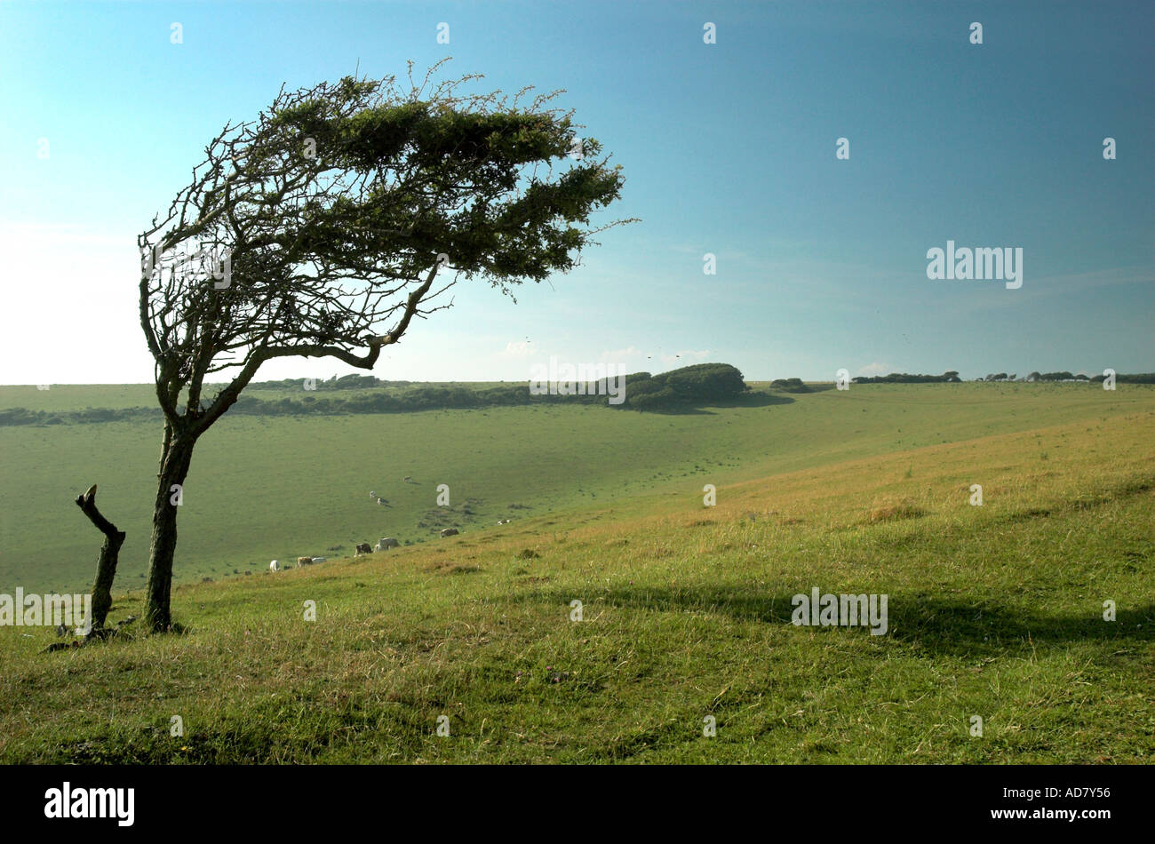 Single tree windswept hi-res stock photography and images - Alamy