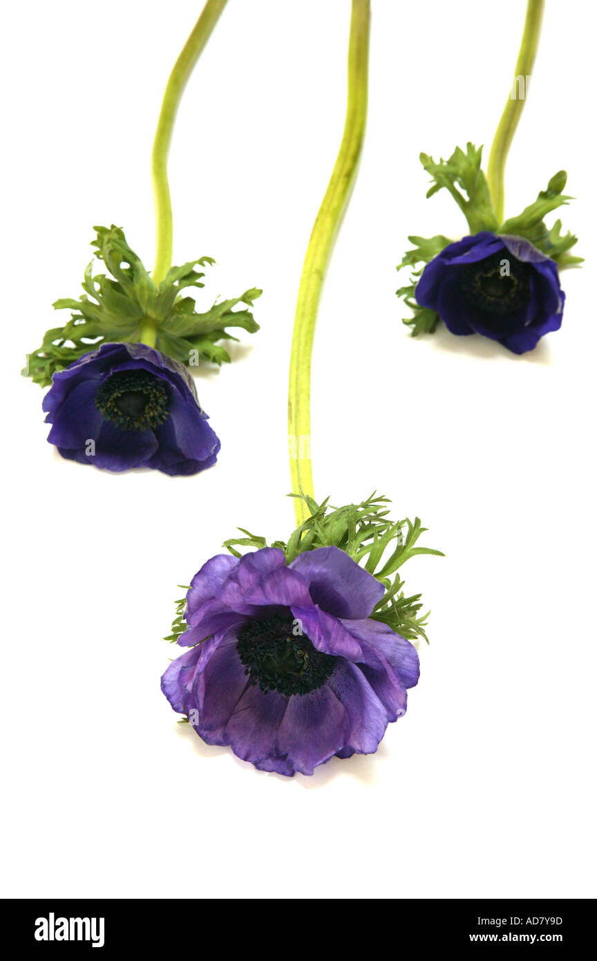 Three purple anemonies on white background Stock Photo - Alamy