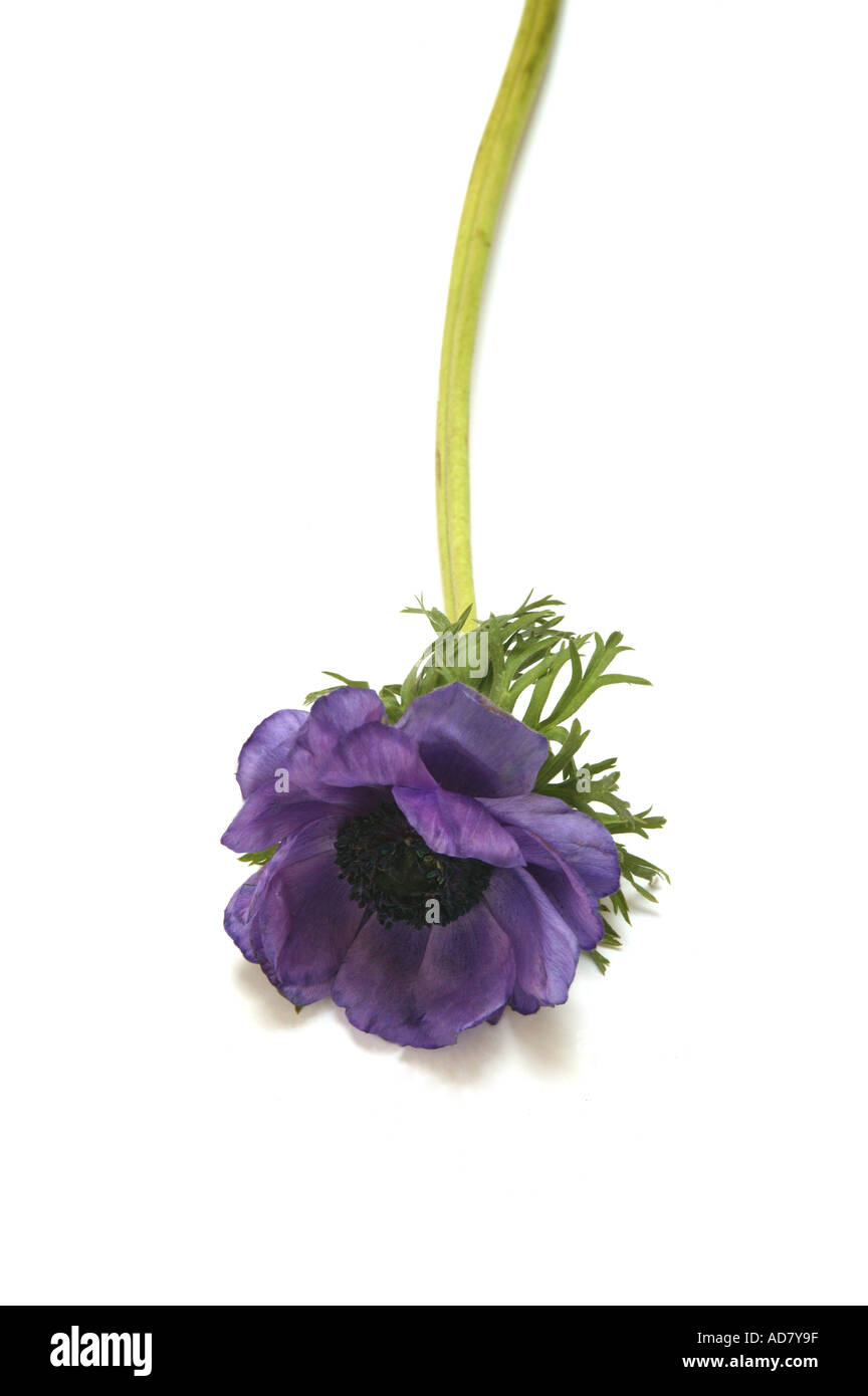 White calendar on purple Cut Out Stock Images & Pictures - Alamy