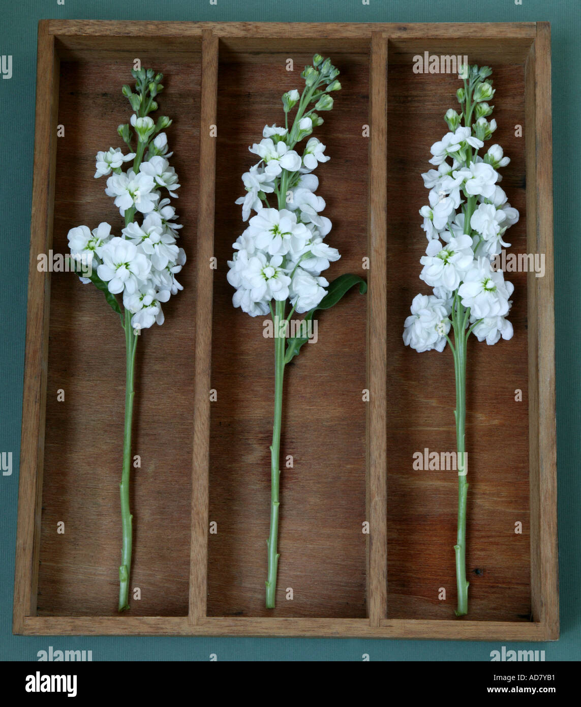 Three white stocks in wooden box Stock Photo - Alamy