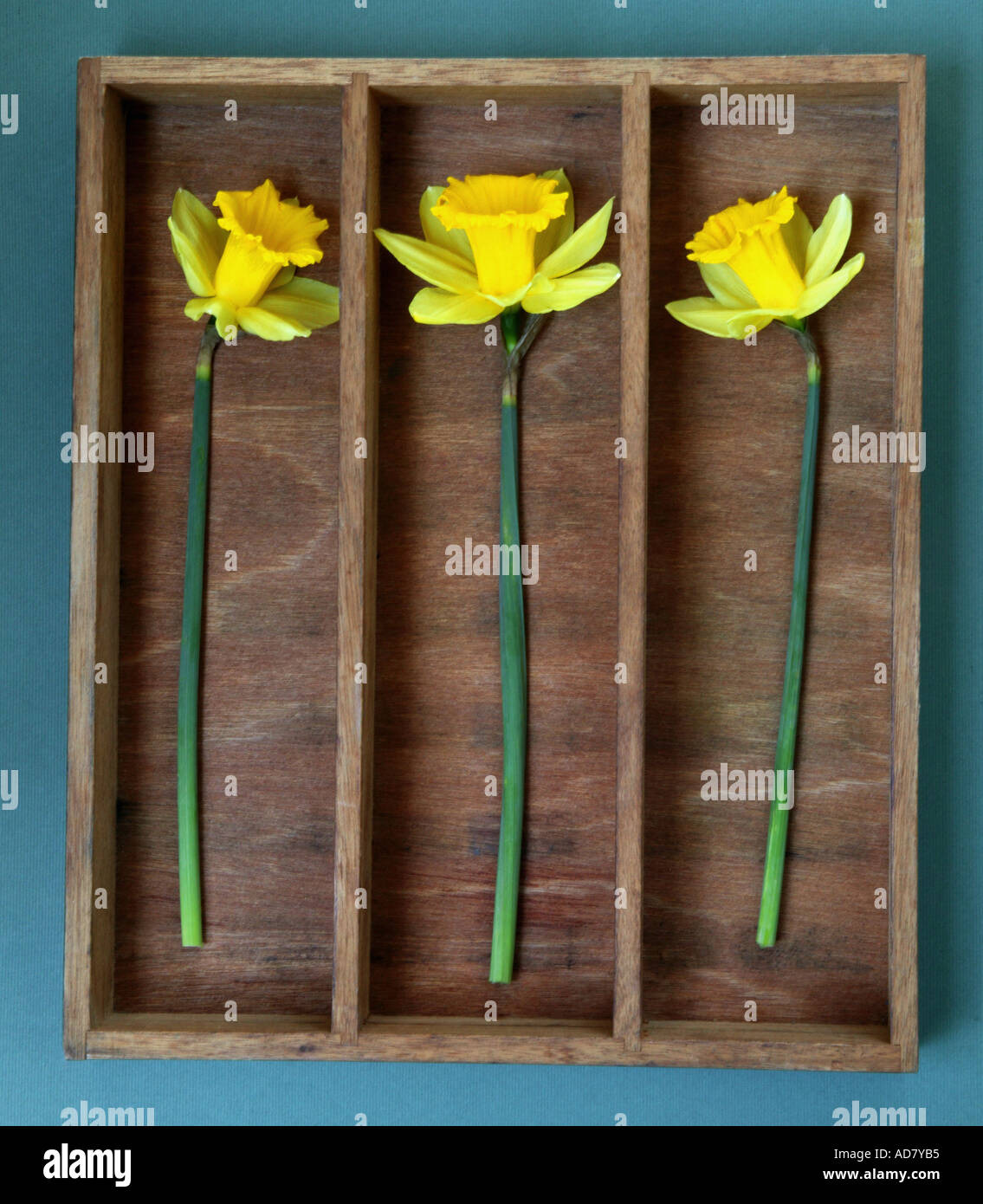 Box with divisions hi-res stock photography and images - Alamy