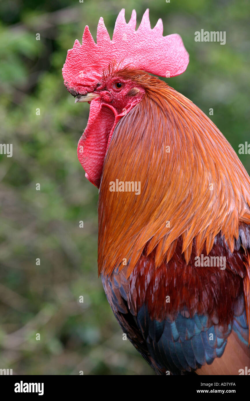 A brightly coloured rooster of many colours struts his stuff Stock ...