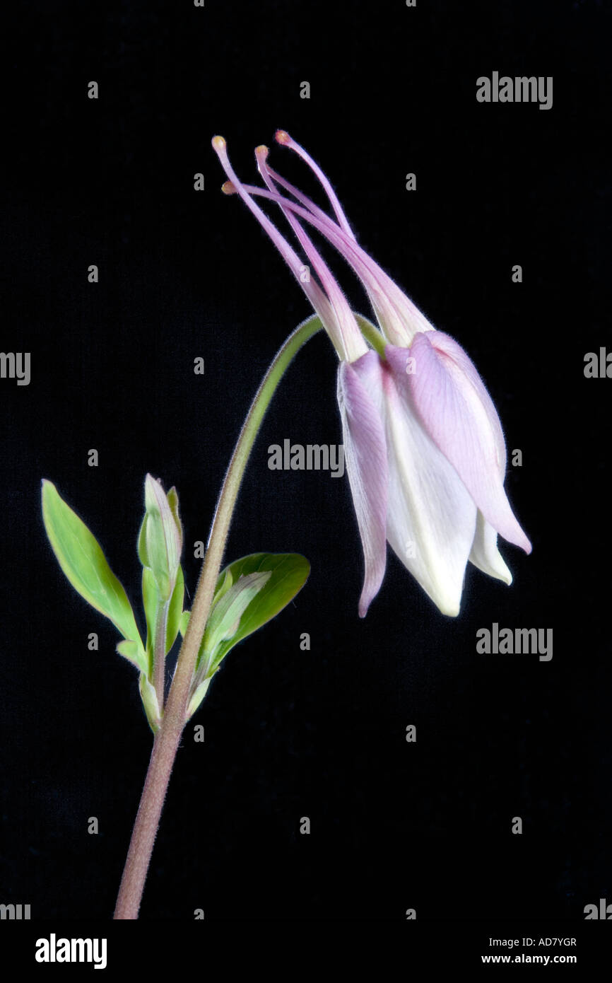Aquilegia Blue Star Columbine against a black background Stock Photo ...