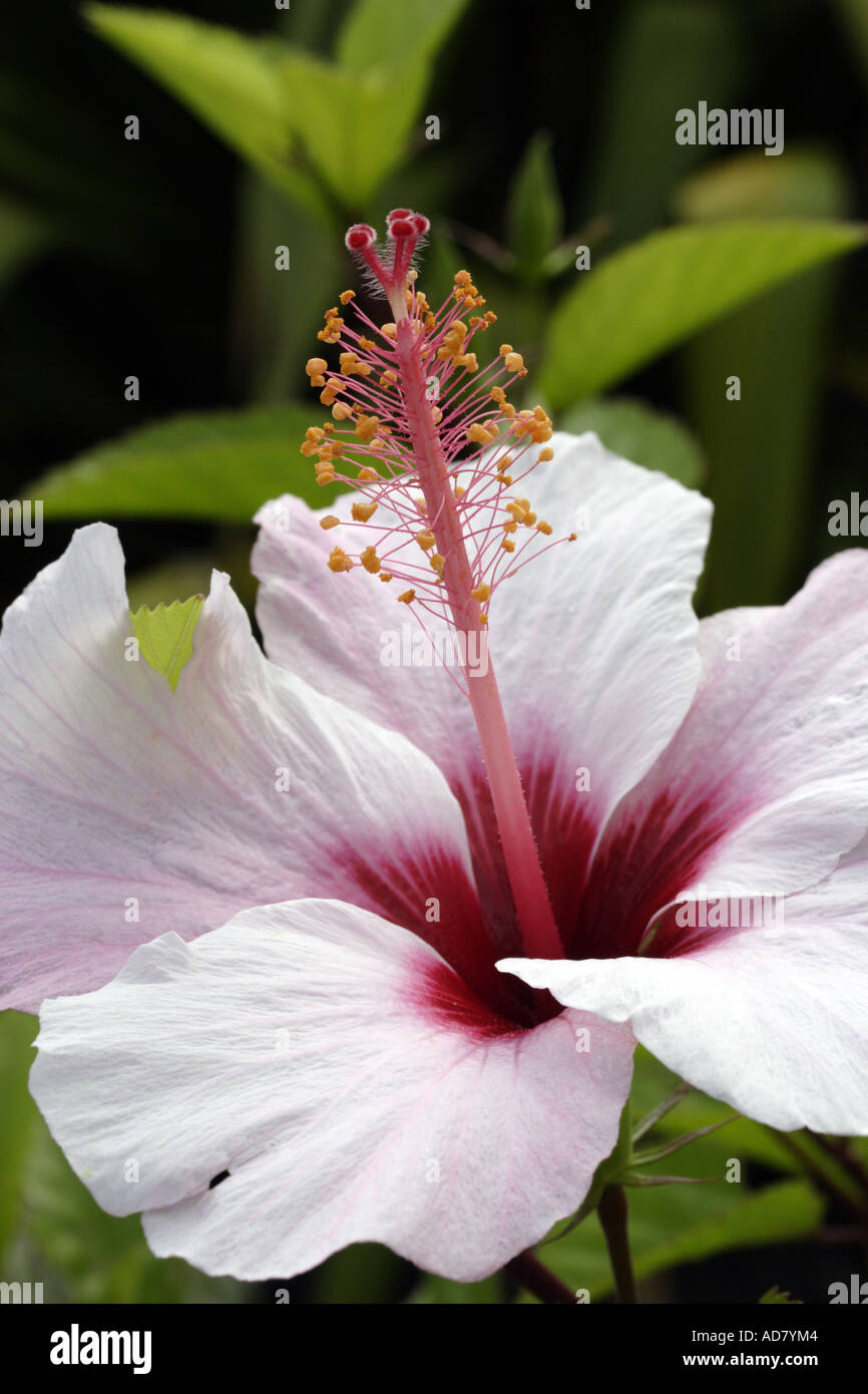 Red and white Hibiscus flower, Azores Stock Photo - Alamy