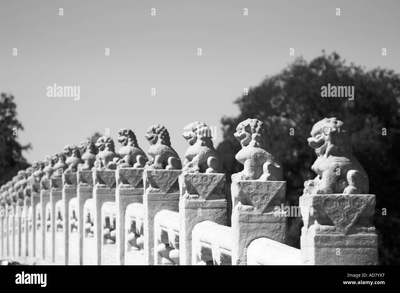 Pattern lion Black and White Stock Photos & Images - Alamy