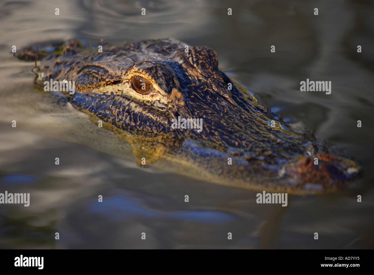 The alligator hunters hi-res stock photography and images - Alamy