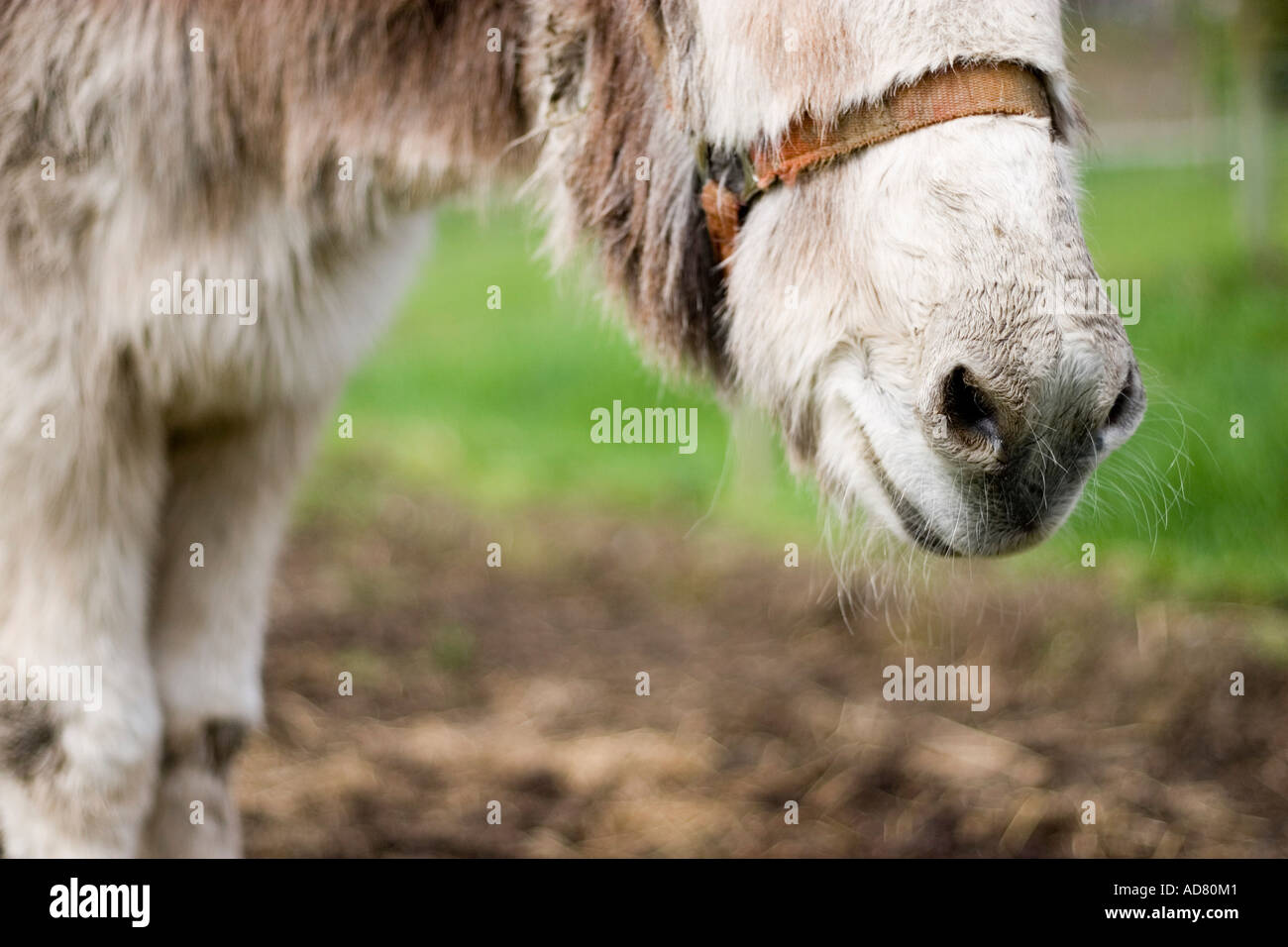 Donkey s nose Stock Photo - Alamy