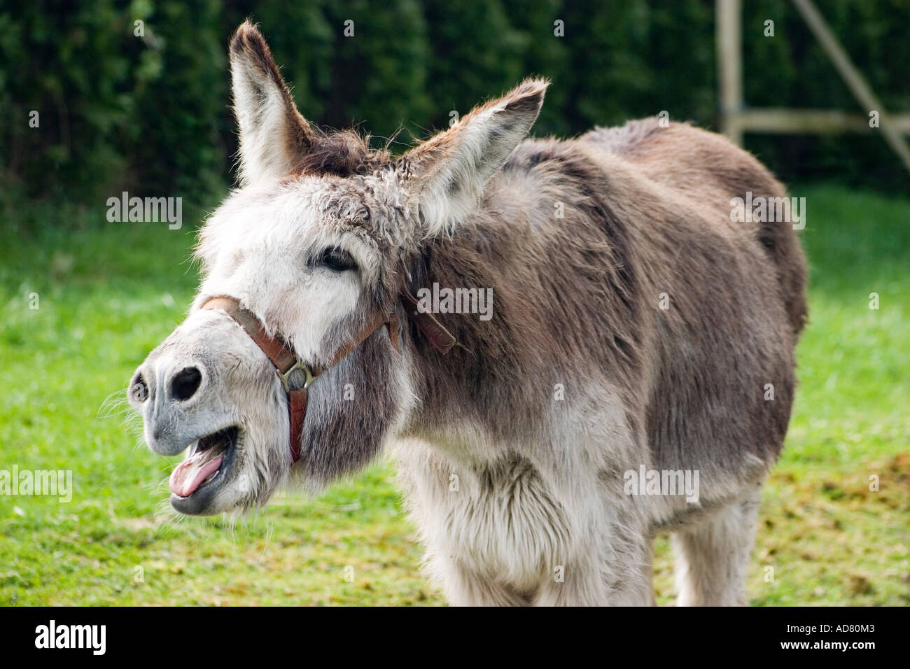 Half donkey hi-res stock photography and images - Alamy