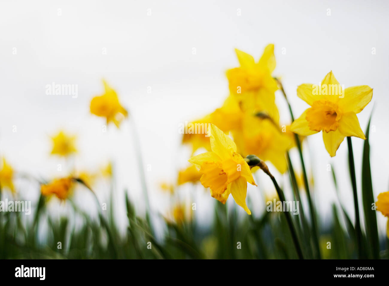 Cheerful yellow daffodils hi-res stock photography and images - Alamy