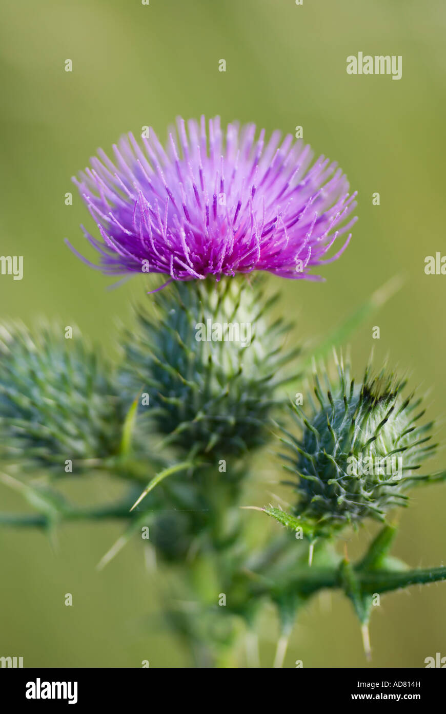 A close up of a purple Thistle - National Emblem of Scotland Stock ...