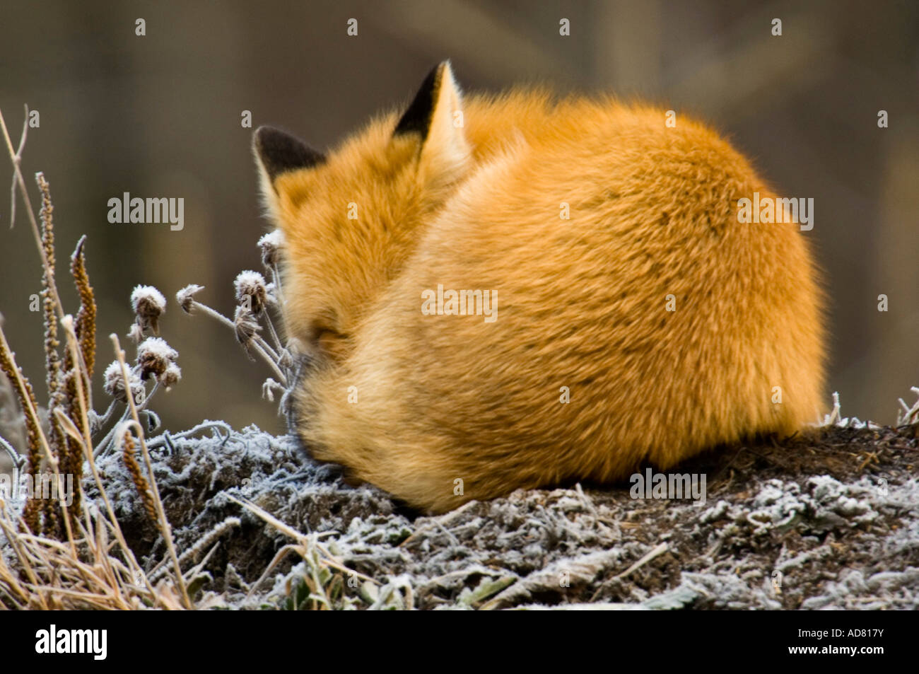 Red fox Vulpes vulpes snoozing on frosted mound of earth Greater ...