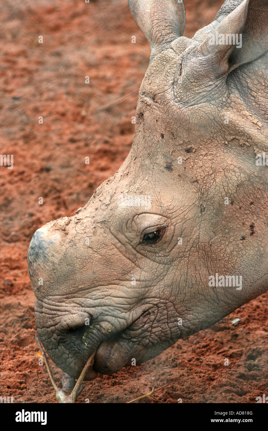 Great Indian Rhino Stock Photo - Alamy