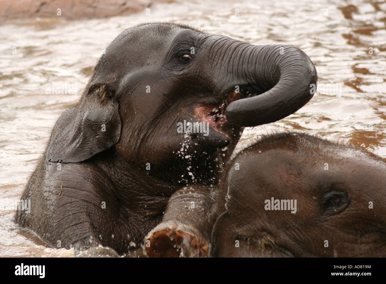 Asian Elephant playing in water Stock Photo - Alamy